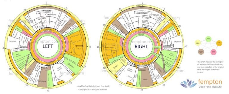 Mapa Del Iris En Iridología: Guía Autoritativa - Iriscopio, Iriscopio ...