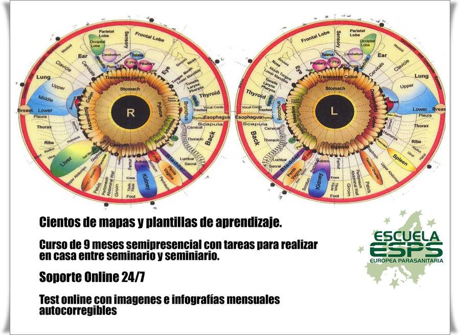 Mapa Iridología: Guía Completa Para Entender El Análisis Iridológico ...