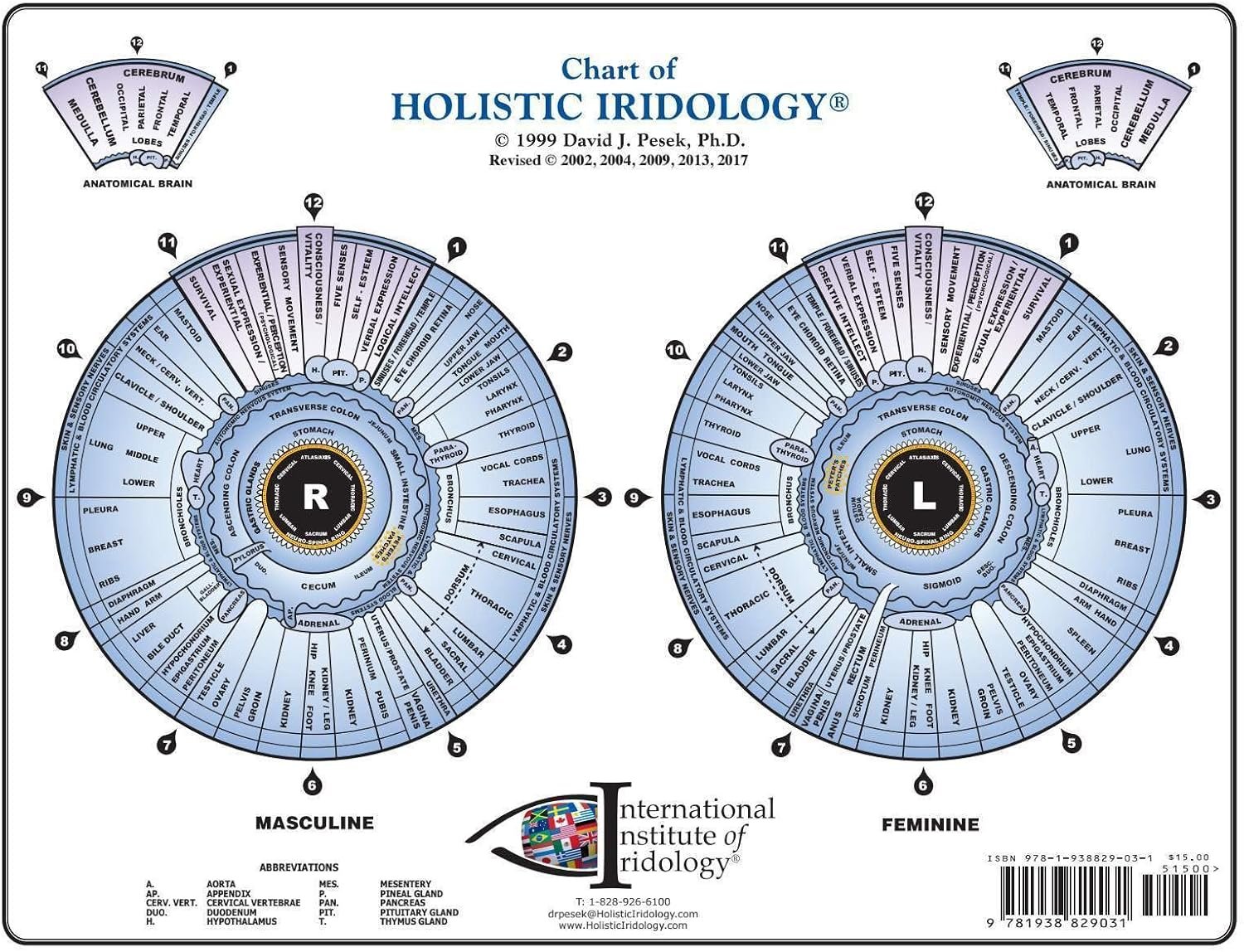 Mapa Iridología: Guía Completa Para Entender El Análisis Iridológico ...